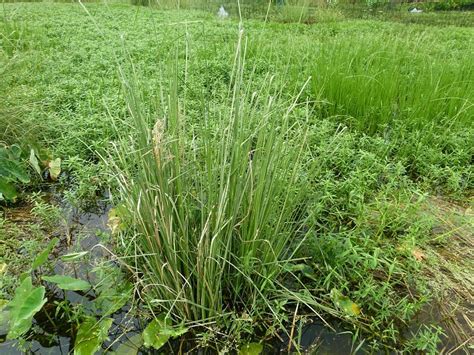 Chrysopogon Zizanioides Eflora Of India