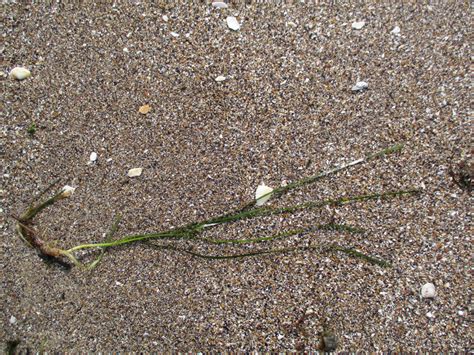 Zostera marina