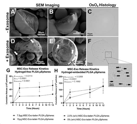 Plga µspheres Demonstrate Proof Of Concept Msc Exo Encapsulation And Download Scientific