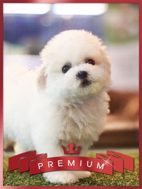 미니비숑프리제 분양 강아지분양 도그마루 소형견 토이푸들 말티푸 비숑 시츄 비숑분양가 미니비숑 강아지키우기 애견샵 실버푸들 애완용강아지 반려견