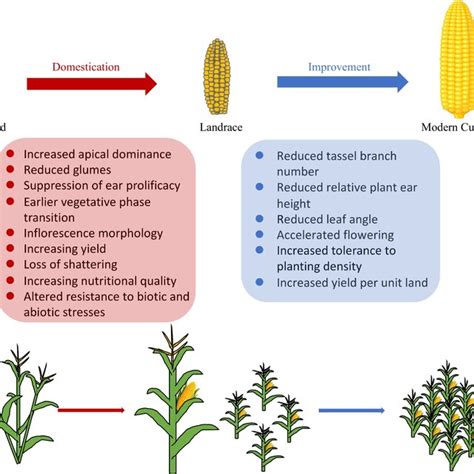 Main Traits Of Maize Involved In Domestication And Improvement