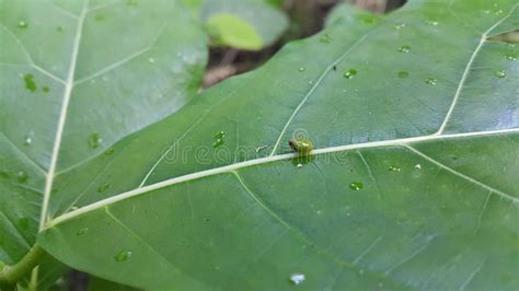 Photo Of A Round Shaped Ladybug Shot In The Forest Stock Image Image Of Green Flowers 286815675