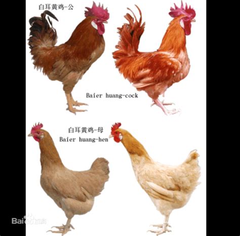 八大最热门散养土鸡品种！