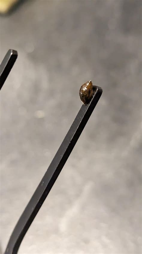 Assassin Snail R Aquariums