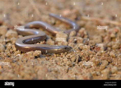 Limbless Skink Ophiomorus Punctatissimus Adult Lycia Turkey Stock