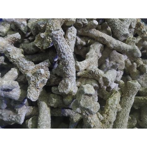 Jual Karang Jahe 1kg Karang Jahe Batu Karang Jahe 1kg Batu Karang