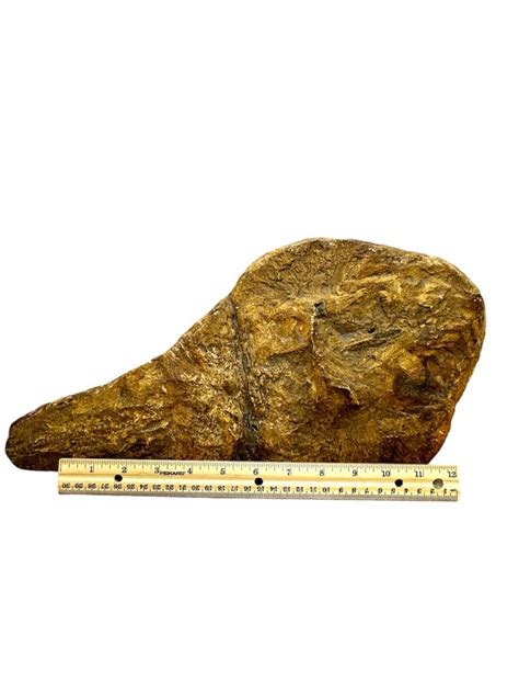 Fossil 3d Stingray