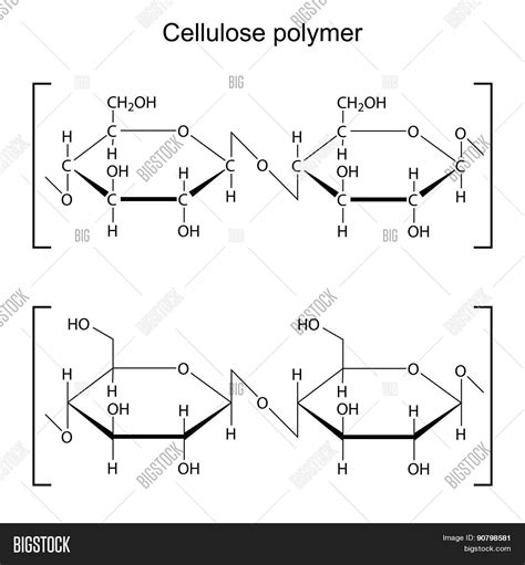 Cellulose Polymer Vector And Photo Free Trial Bigstock