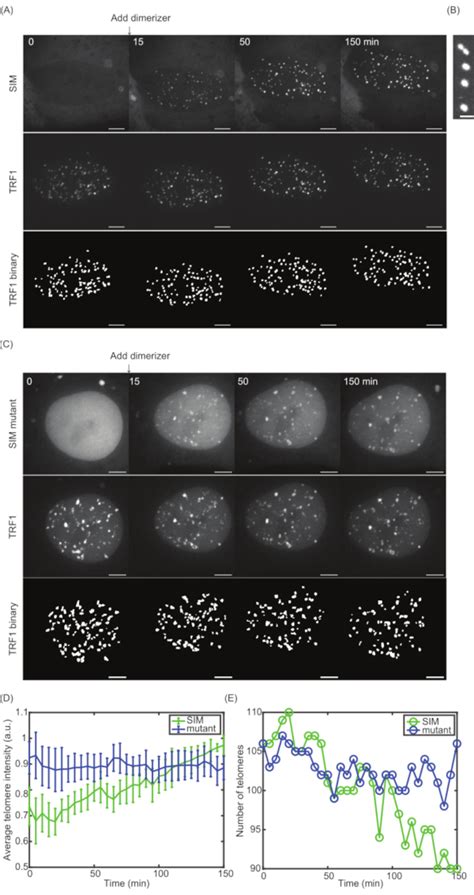 Chemical Dimerization Induced Protein Condensates On Telomeres