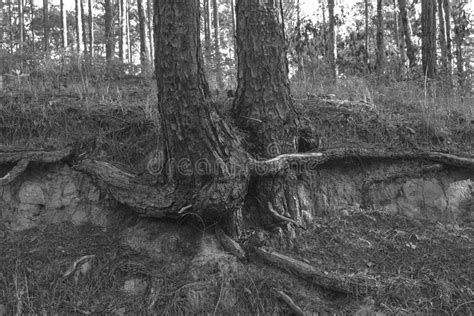 Tree Roots Hugging Stock Photo Image Of National Wilderness