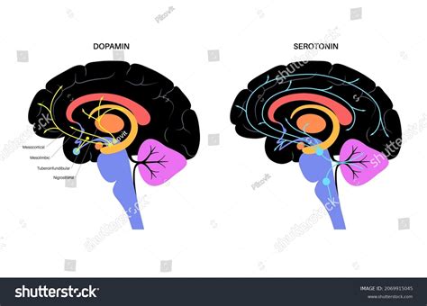 Dopamine Serotonin Hormones Pathway Human Brain Stock Vector Royalty