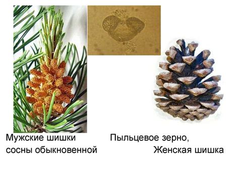 Отдел Голосеменные - презентация онлайн
