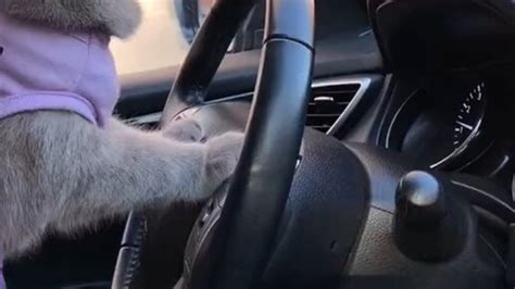 Марсик и Фреди Ролик от 12 04 2023 продолжительностью 11 сек Дзен