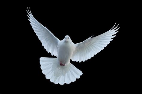 Domenica Delle Palme Immagini E Frasi Per Un Augurio Speciale Pinkblog