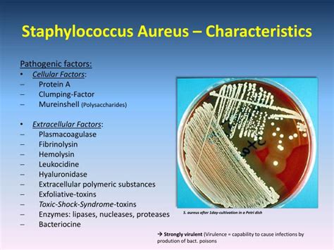 Staphylococcus Aureus Morphology Identification