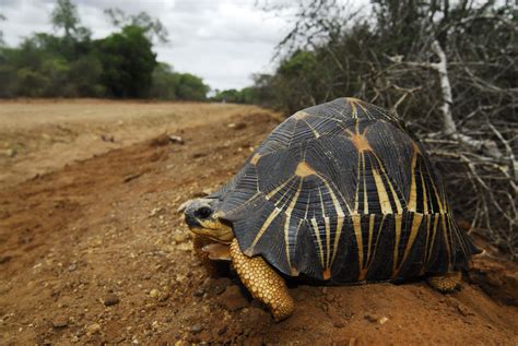 Radiated Tortoise Turtle Survival Alliance
