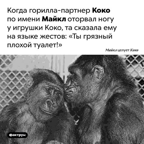 Невероятная горилла Коко | Пикабу
