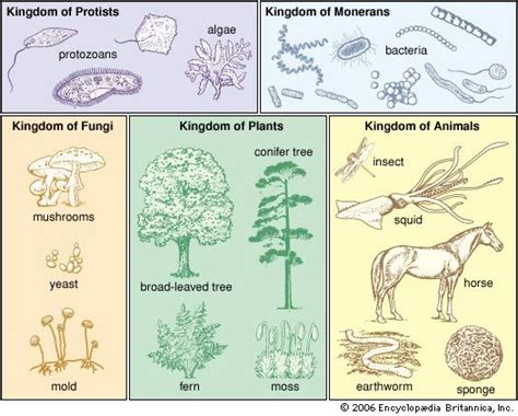 Taxonomy Classification Naming Organizing Britannica