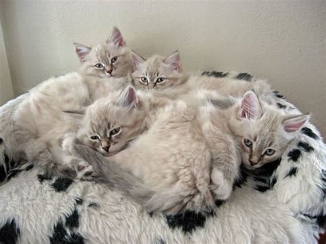 K Litter Siberian Kittens Born 31 August 2016 Seacliffe