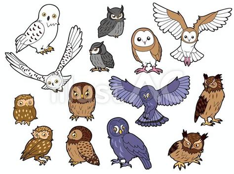 フクロウ14種イラスト No 1246892｜無料イラスト・フリー素材なら「イラストac」