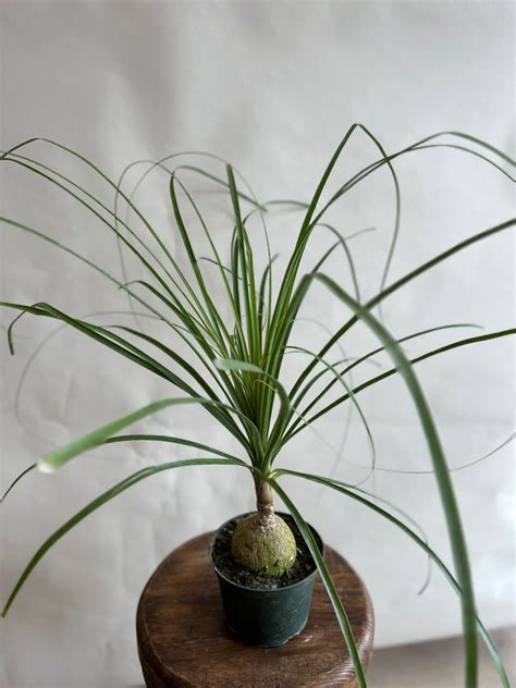 The Pineapple Bromeliad Growth Stages From Seed To Full Grown Cafe
