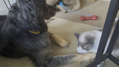 Incredibly Patient Grandpa Tolerates Foot Obsession Rcatswithdogs