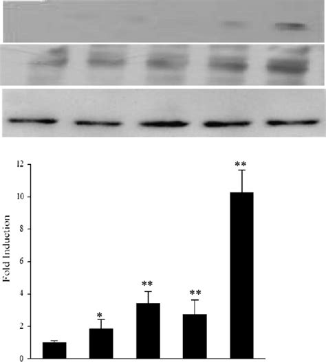 Effects Of Piperine Treatment On Cyp3a4 And Pxr Protein Level In Ls174t