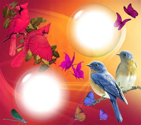 Cadre Oiseaux Montage Photo Pixiz