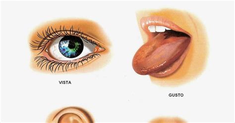 Organos De Los Sentidos Cuales Son Los Organos De Los Vrogue Co