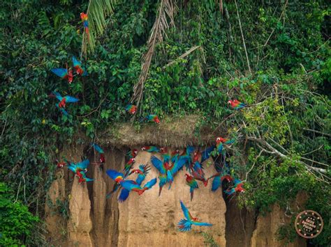 Ultimate Peru Amazon Jungle Trip Planning Guide Refugio Amazonas