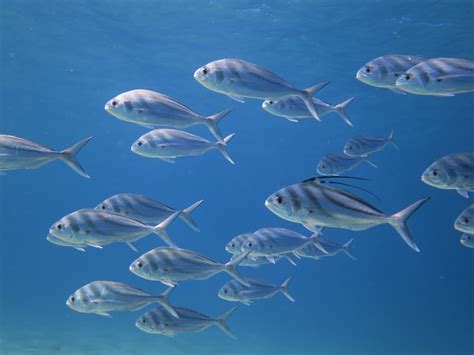 このサカナは WEB魚図鑑