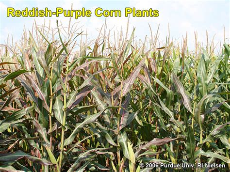 Reddish Purple Corn Plants Late In The Season Corny News Network