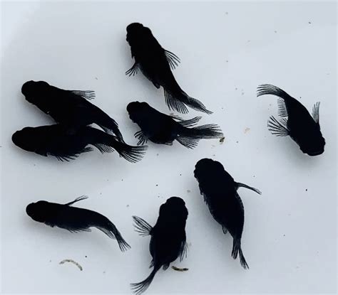 オロチメダカの特徴とは？飼育や繁殖、固定率や値段について説明！ メダカの卵販売専門店「メダカのたまご屋さん」