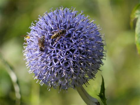 Flower Allium Garden Free Photo On Pixabay Pixabay