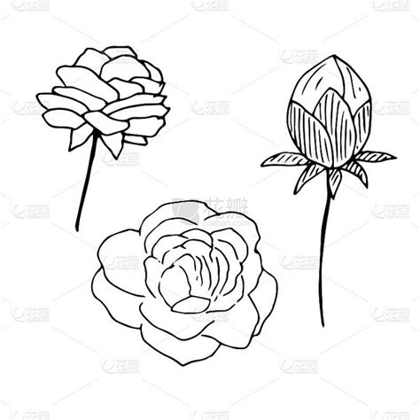集，牡丹，矢量插图，手绘草图