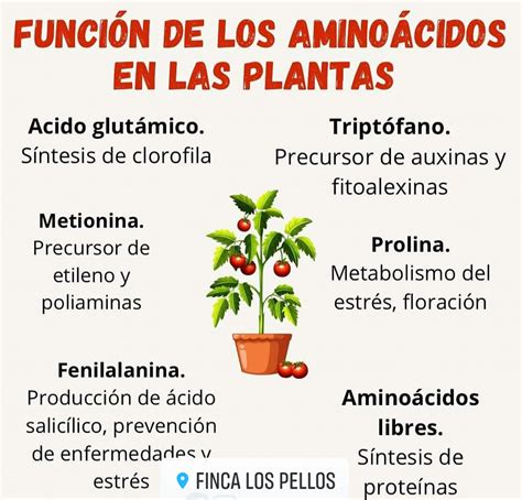 Fonética Cada Semana Visión Que Son Los Aminoacidos En Las Plantas Sin