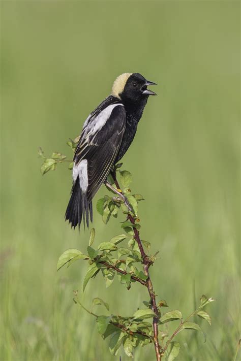 Bobolink Bird Photography Bobolink Bird Photography