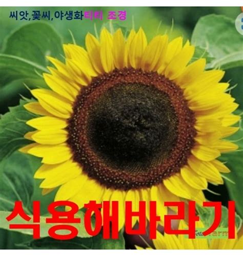 해바라기 15립 희귀씨앗 씨앗 기획상품 식용 티몬