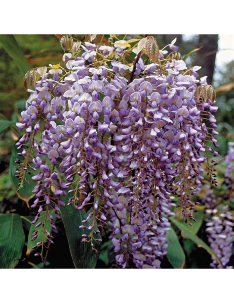 Wisteria Bluem For Sale Wisteria Macrostachya