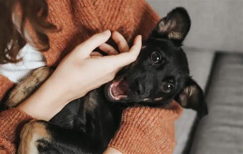 10 причини да имаш домашен любимец • © 10 те най