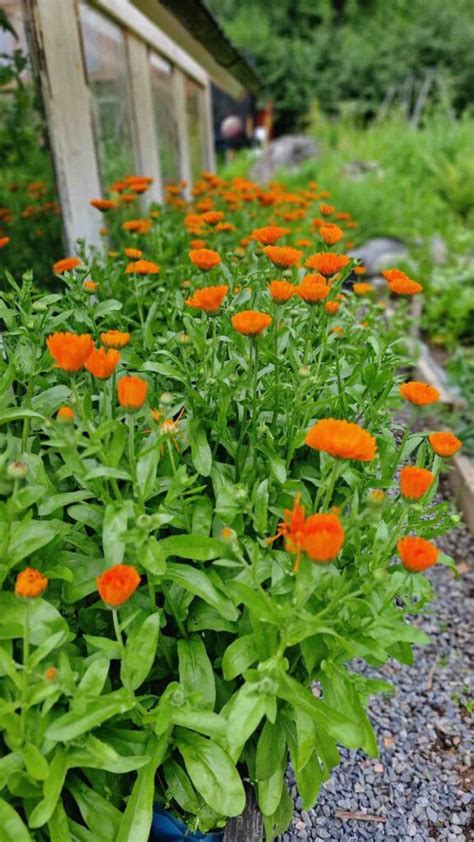 Planting Calendula Seeds Happy Homeschooling