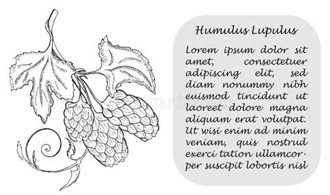 Name Humulus Stock Illustrations 25 Name Humulus Stock Illustrations