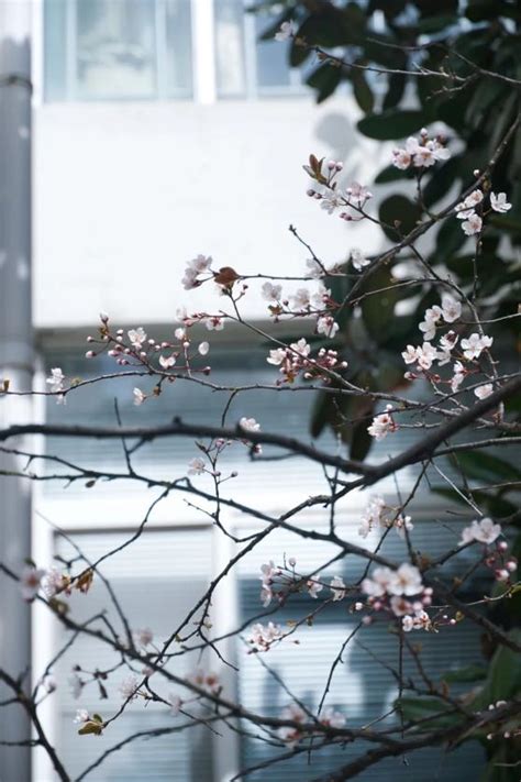 我把春天写进诗里 澎湃号政务 澎湃新闻 The Paper