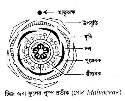 মিঠুন বিশ্বাস