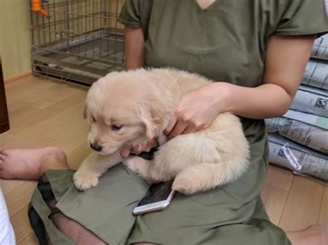 ゴールデンレトリバーの子犬見学 愛知お客様 ペットショップ子犬専門ドッグサーチ