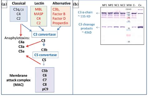 Complement Activation Pathways A And A Representative Example Of A Download Scientific