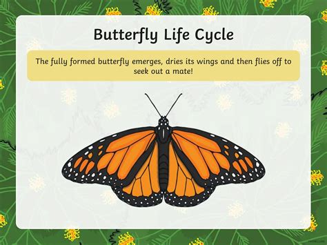 Butterfly Life Cycle Grade 3 Powerpoint Presentation PPT