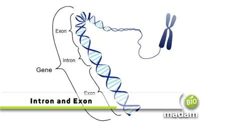 Difference Between Introns And Exons Dna And Genes Segmentation Dna
