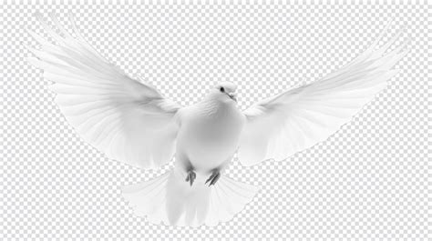 Белые Голуби Пнг Изображения скачать бесплатно на Freepik