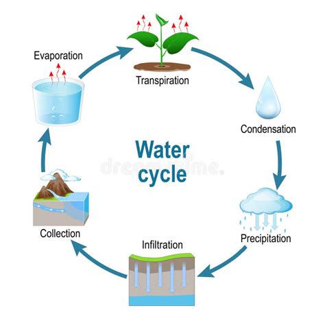 Wasserkreislauf Schematische Darstellung Vektor Abbildung